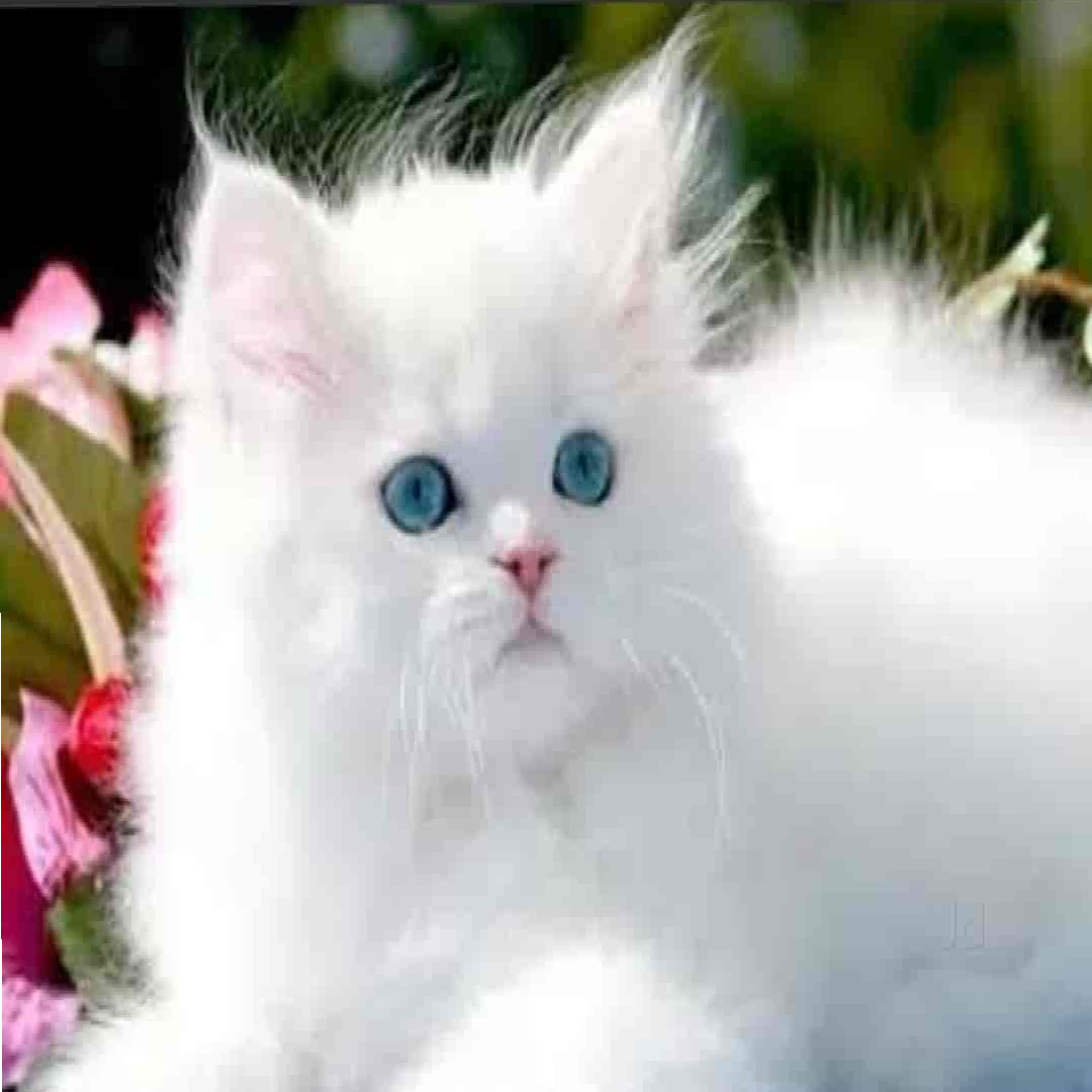 Cats